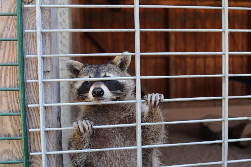 Unser Familienausflug in den Tierpark Zabakuck | Anzeige - Der ...